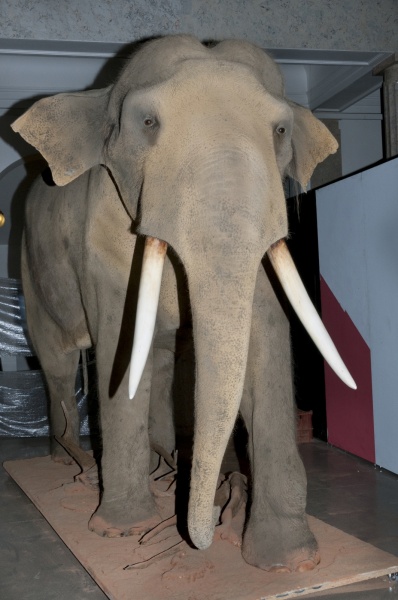 Unikátní exponát slona indického najdete ve Slezském zemském muzeu ...